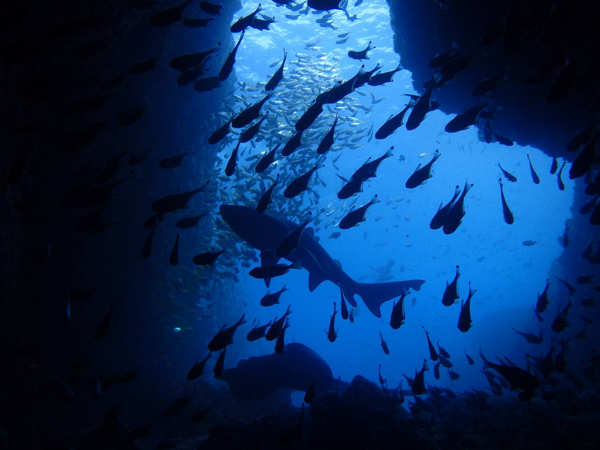 Fish Rock Cave – fishrockdive