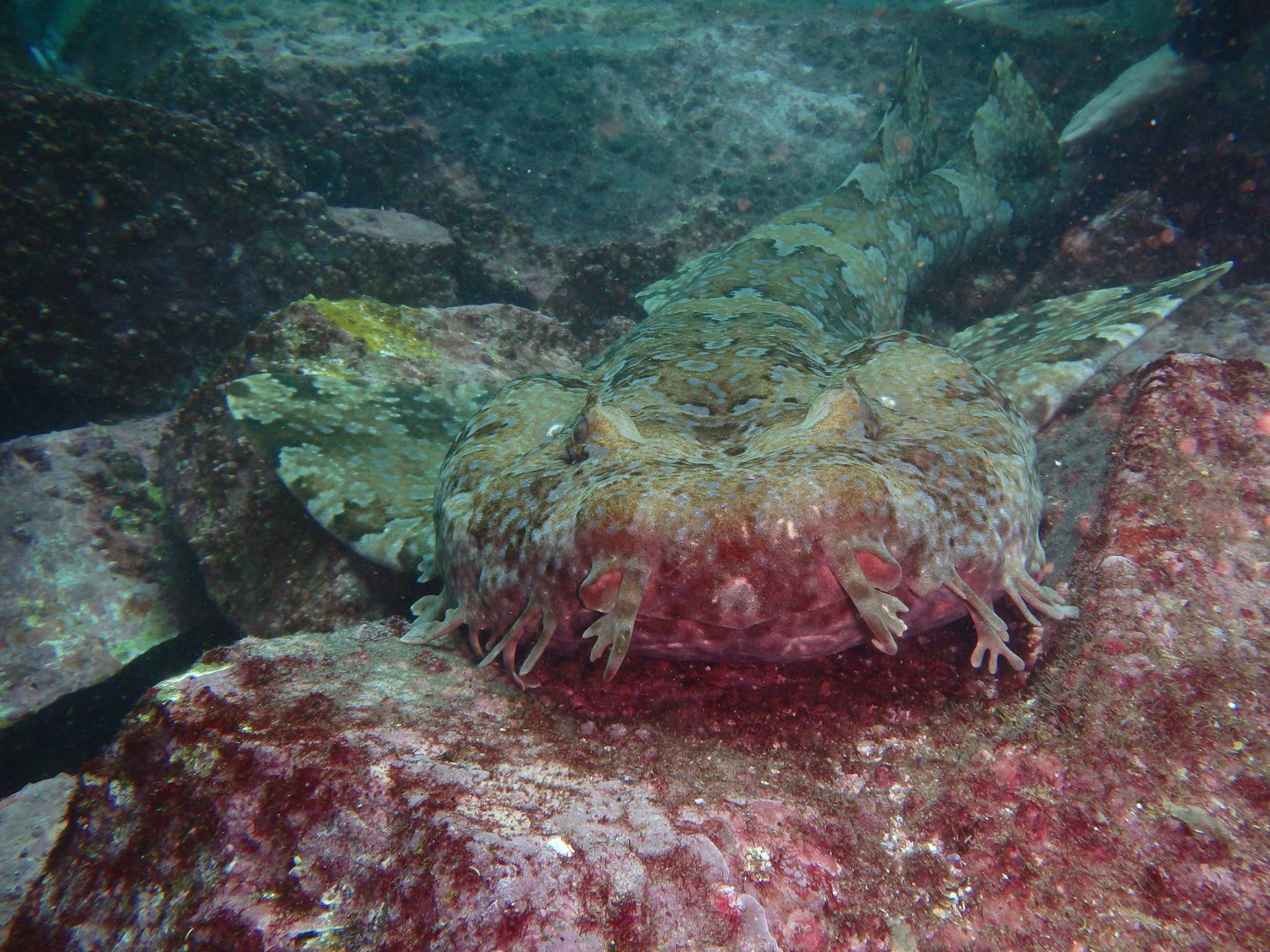 Fish Rock Cave – fishrockdive