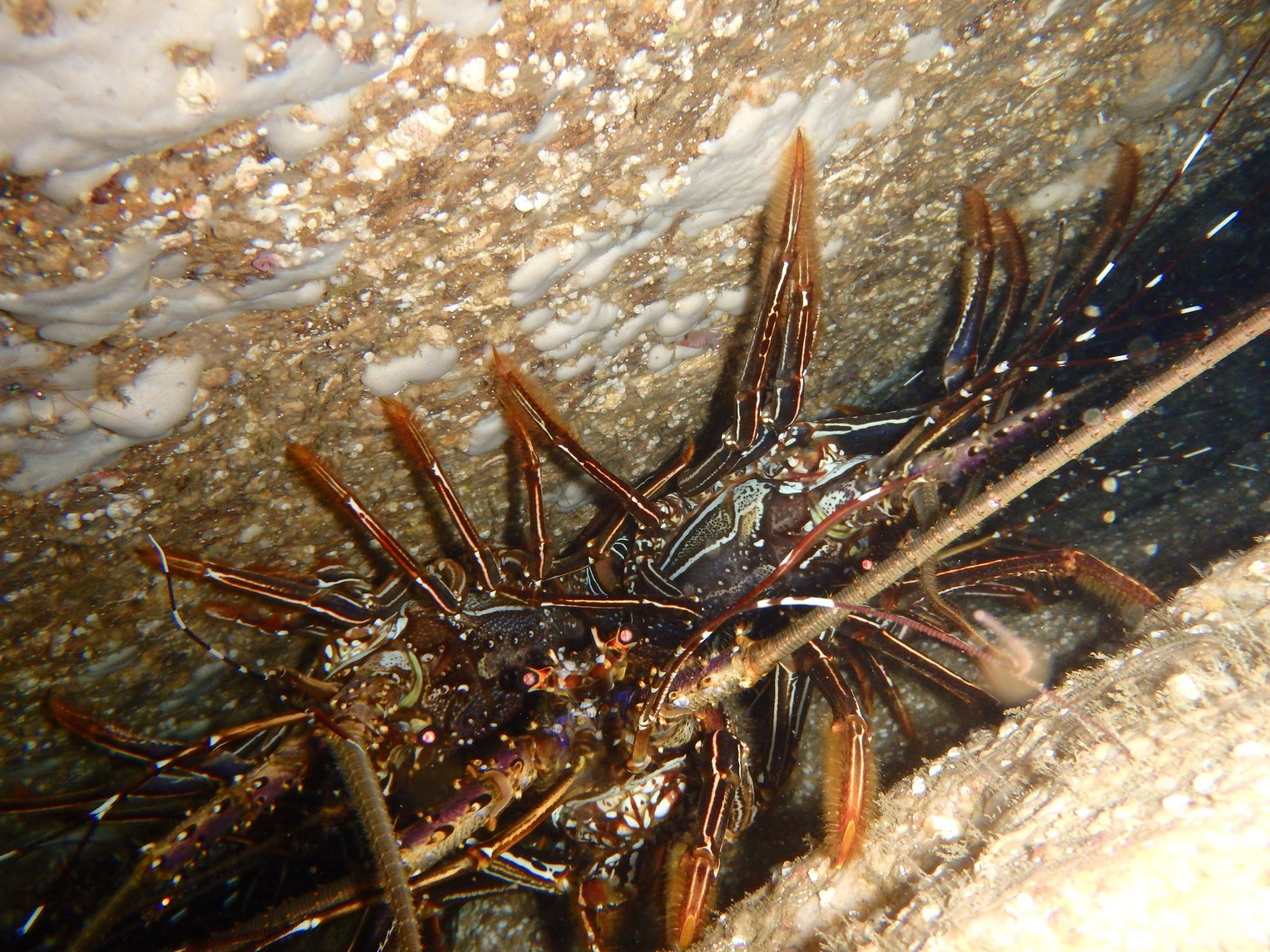 Fish Rock Cave – fishrockdive