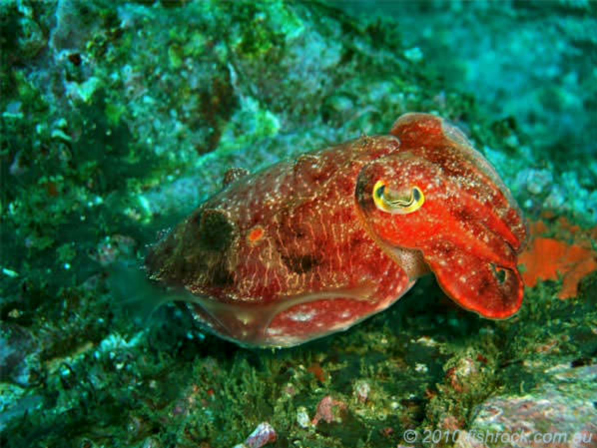 Fish Rock Cave – fishrockdive